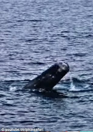 Conoce el caso de la ballena que perdio su cola y desarrollo una nueva ...