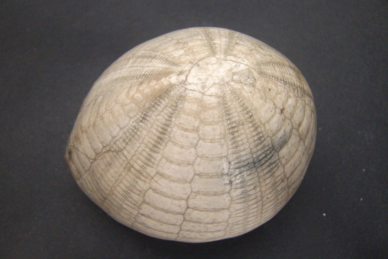 FOSSILES DE CHARENTE-MARITIME ET AUTRES ORIGINES: ECHINOÏDES DU CRETACE