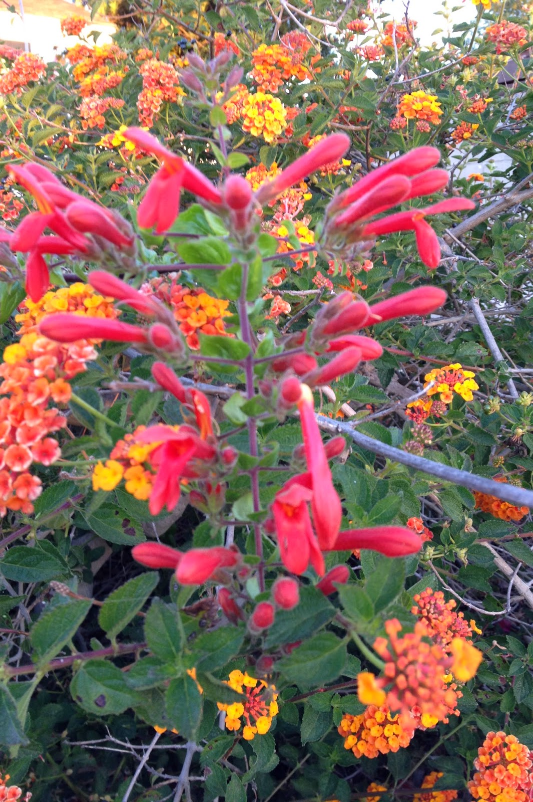 Breathing Treatment: My garden in May