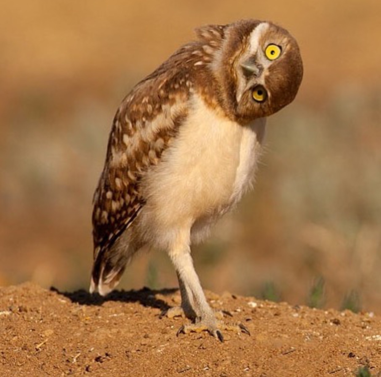 Content in a Cottage: Quizzical Owl