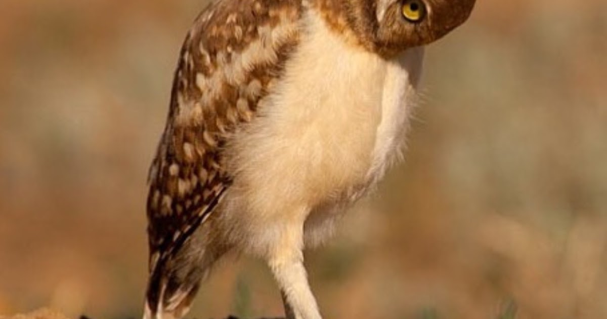 Content in a Cottage: Quizzical Owl