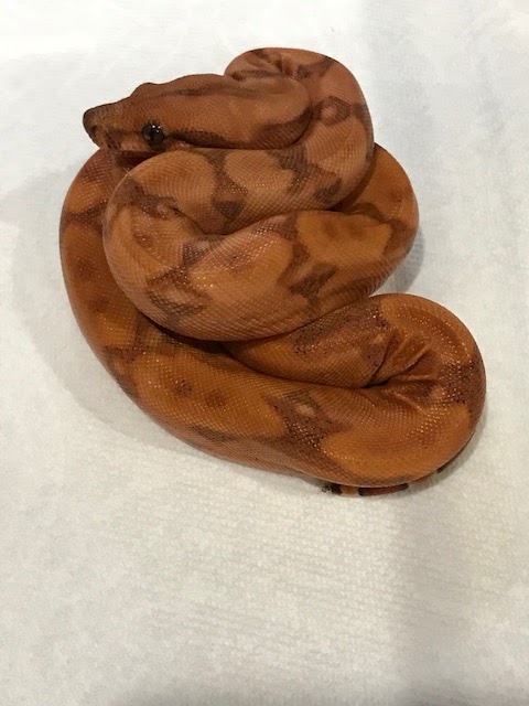 Colossal Constrictors