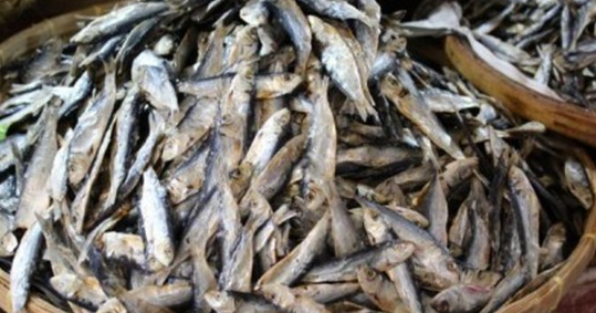 Jenis Ikan Teri - saung petani