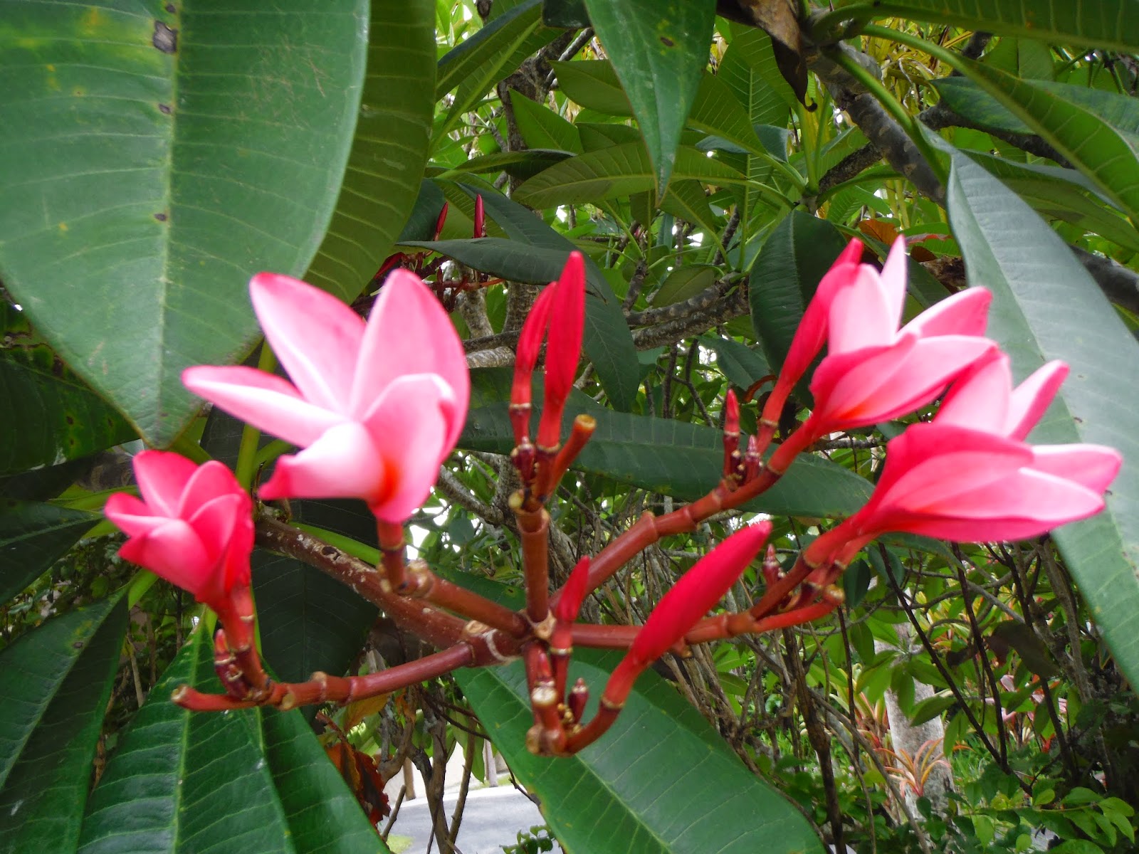 Ramirez Family: RAROTONGA, COOK ISLANDS FLORA AND FAUNA