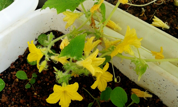 ..Sepanjang jalan kenangan...: sawi bunga.timun,roselle,dan lain lain