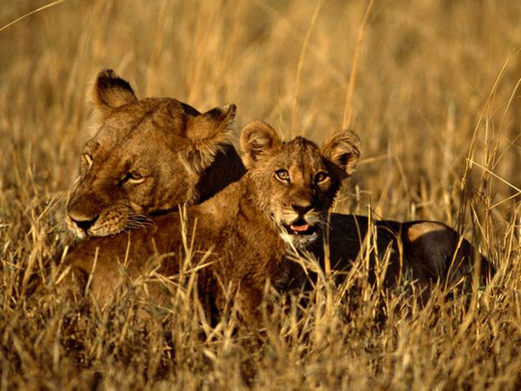 Foto Singa, Sang Raja Hutan | GambarBinatang.Com