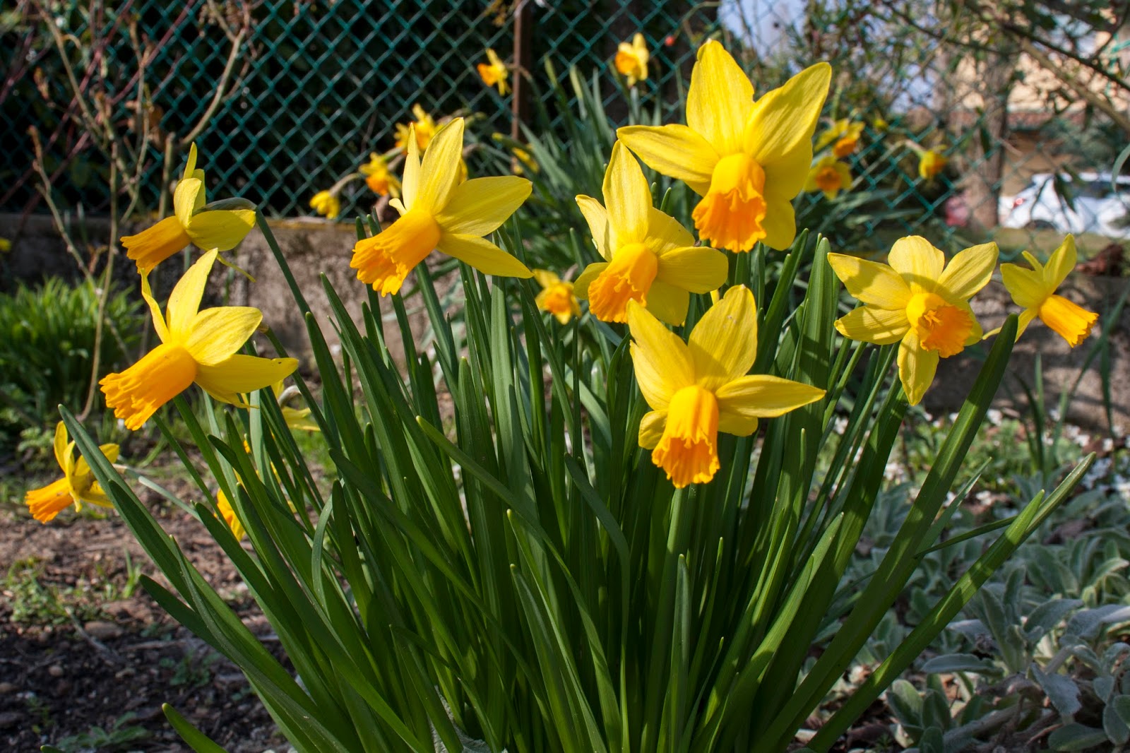 Il piccolo giardino di L.: Narcisi precoci