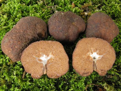 HONGOS DE AMERICA Y OTROS CONTINENTES: FAMILIA: Ramariaceae. GENERO ...