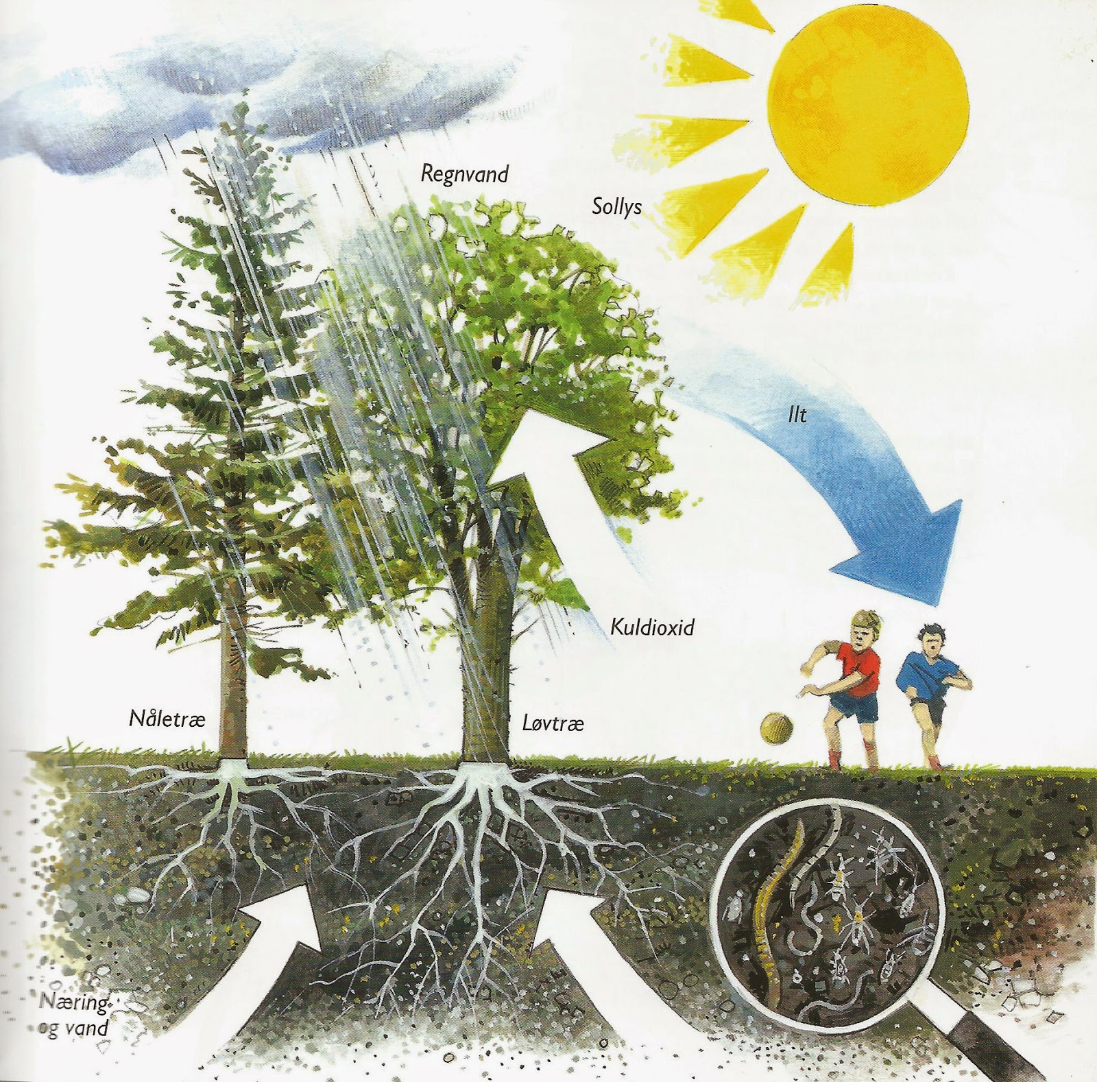 Biotopopgave "Min Hale": Fødekæder