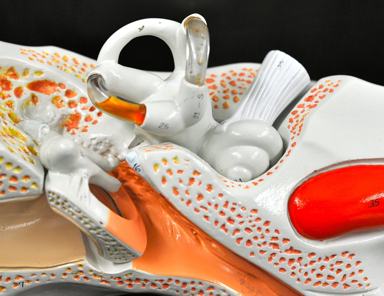 Human Anatomy Lab: Ear Models