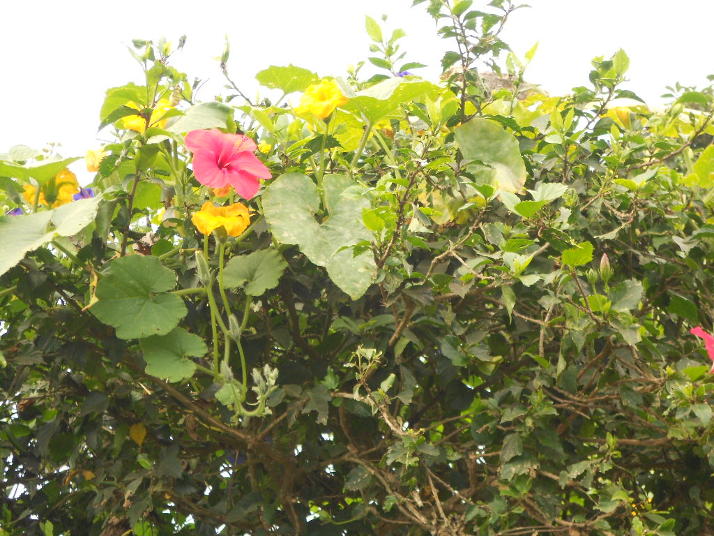 The Great Cape Verde Adventure: Brava - Cape Verde's Magical Island