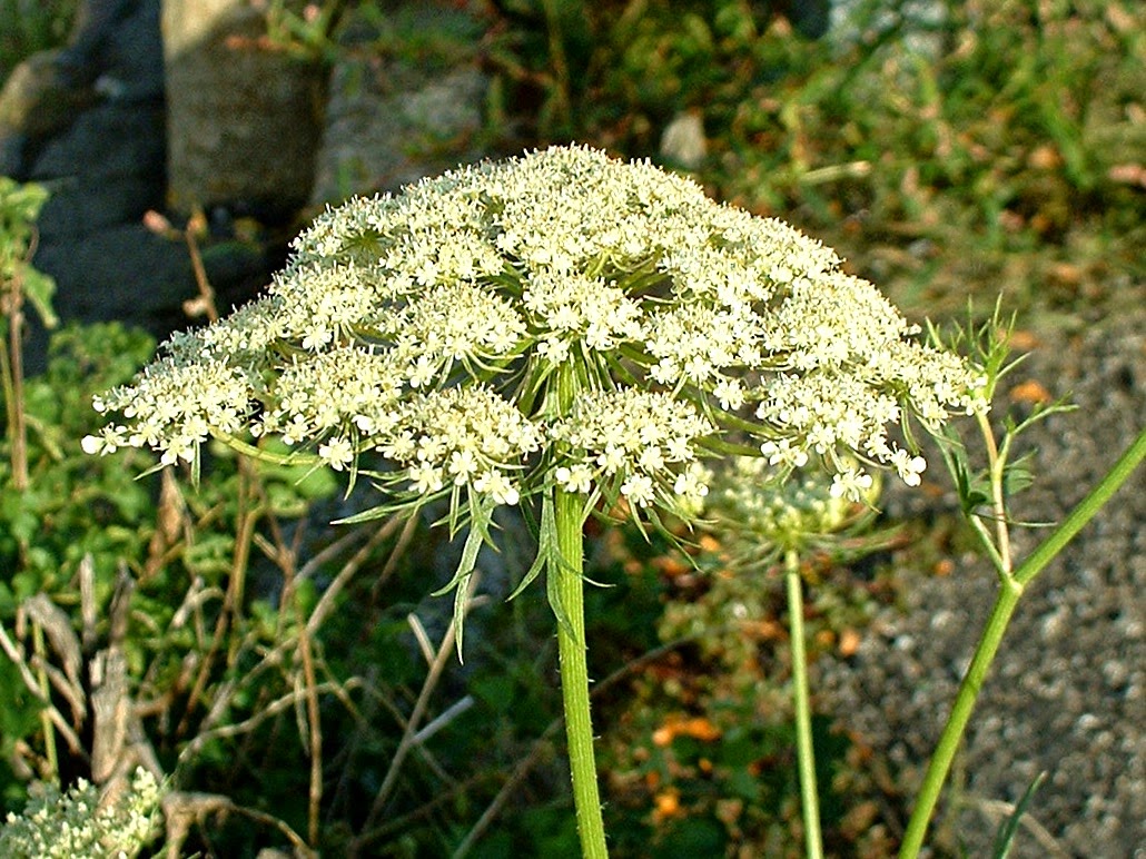 Bunga Majemuk Tak Berbatas (Inflorescentia Racemosa, Inflorescentia ...
