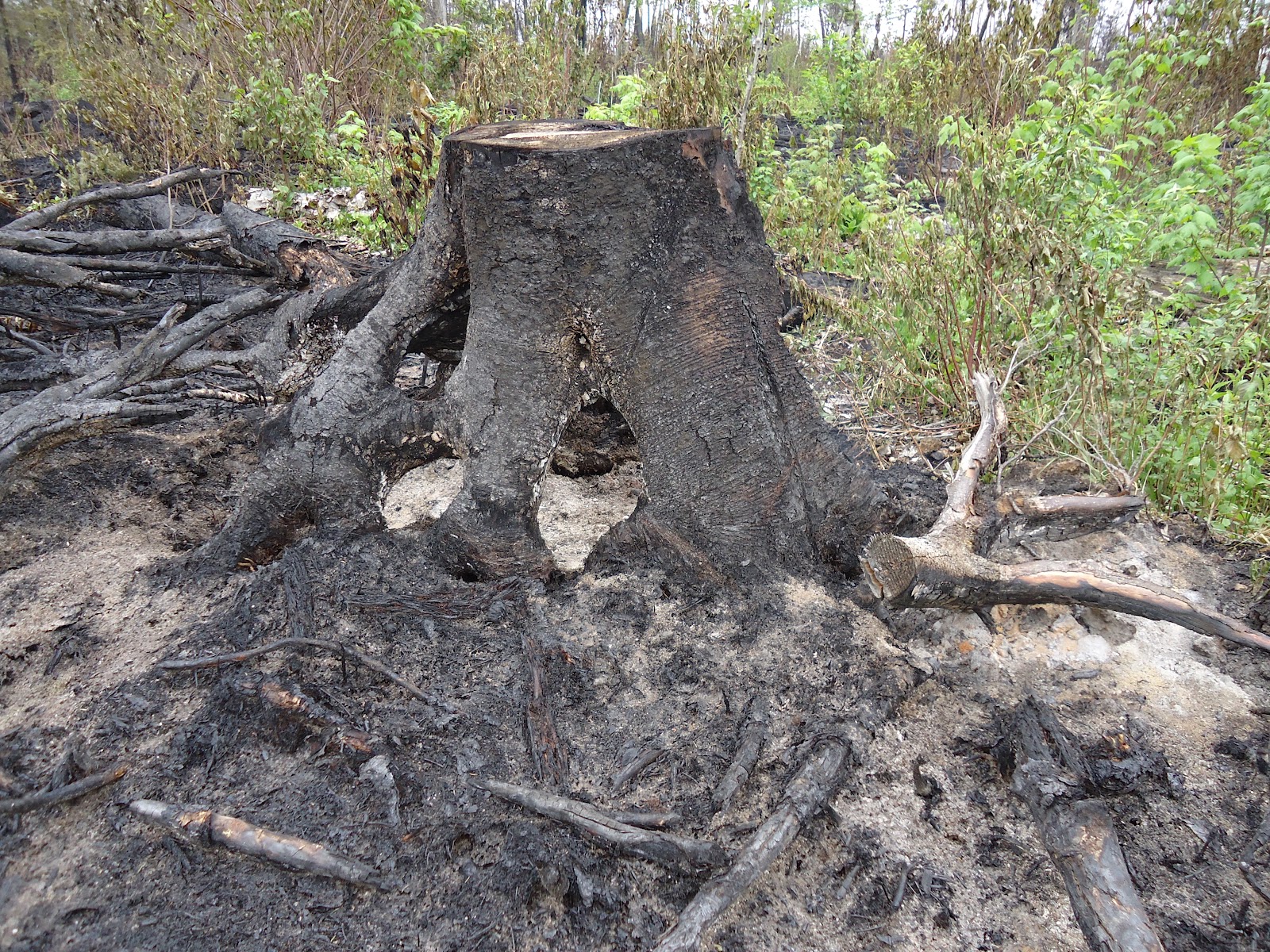 Oxygen Grows On Trees: Art of Fire - Forest Fire Leaves Art