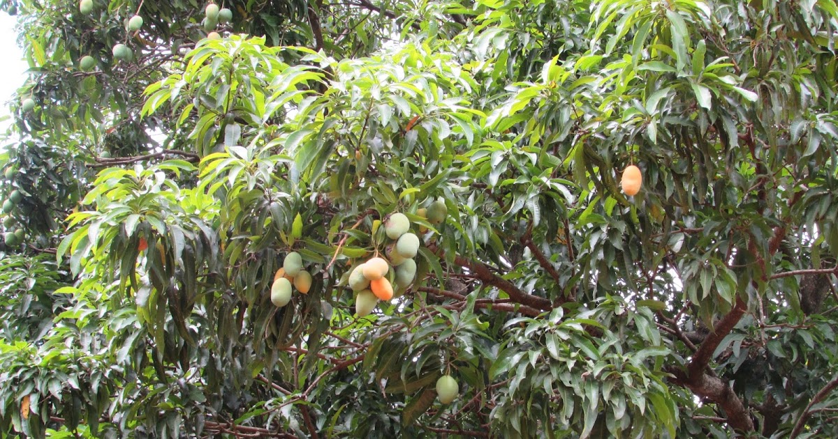 Back-to-the-Land in Brazil: On the Mango Trail