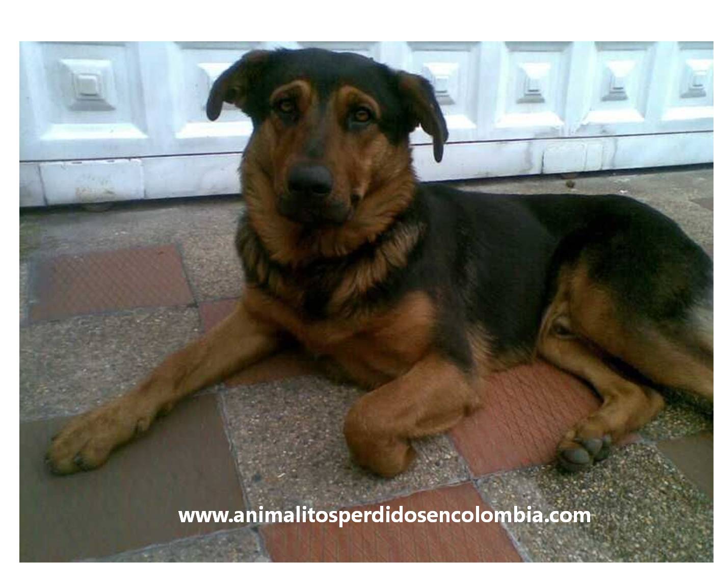 Animalitos Perdidos en Colombia: ENCONTRADO VISTO BOGOTÁ-PERRO CRIOLLO ...