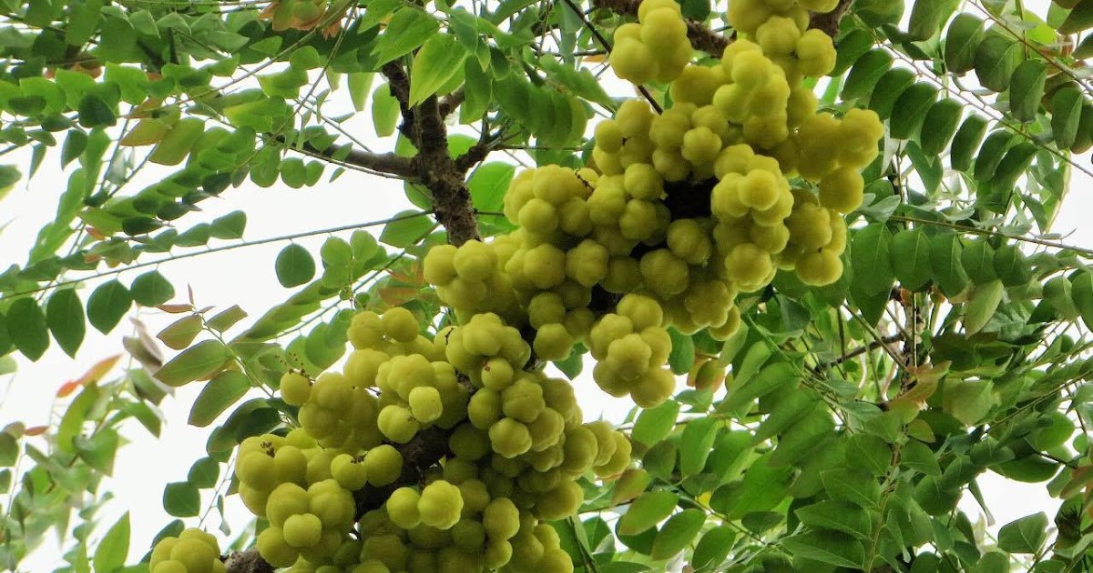 Amazing Vietnam: Chùm ruột