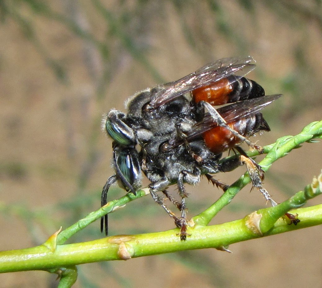 Bug Eric: Green-eyed Wasps, Tachytes