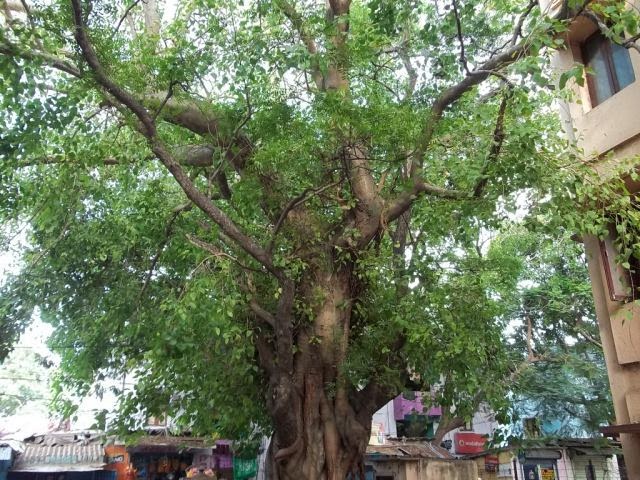 Nature-Reflections: Trees & Tanks at temples