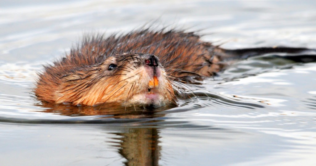 Moment in the Marsh: The Algonquin Indians Called it "Musquash"
