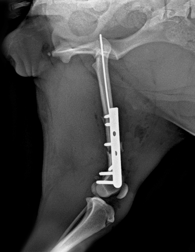 ARTROVET: Doble fractura de fémur