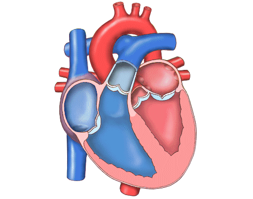 Gif animado corazon humano - Imagui