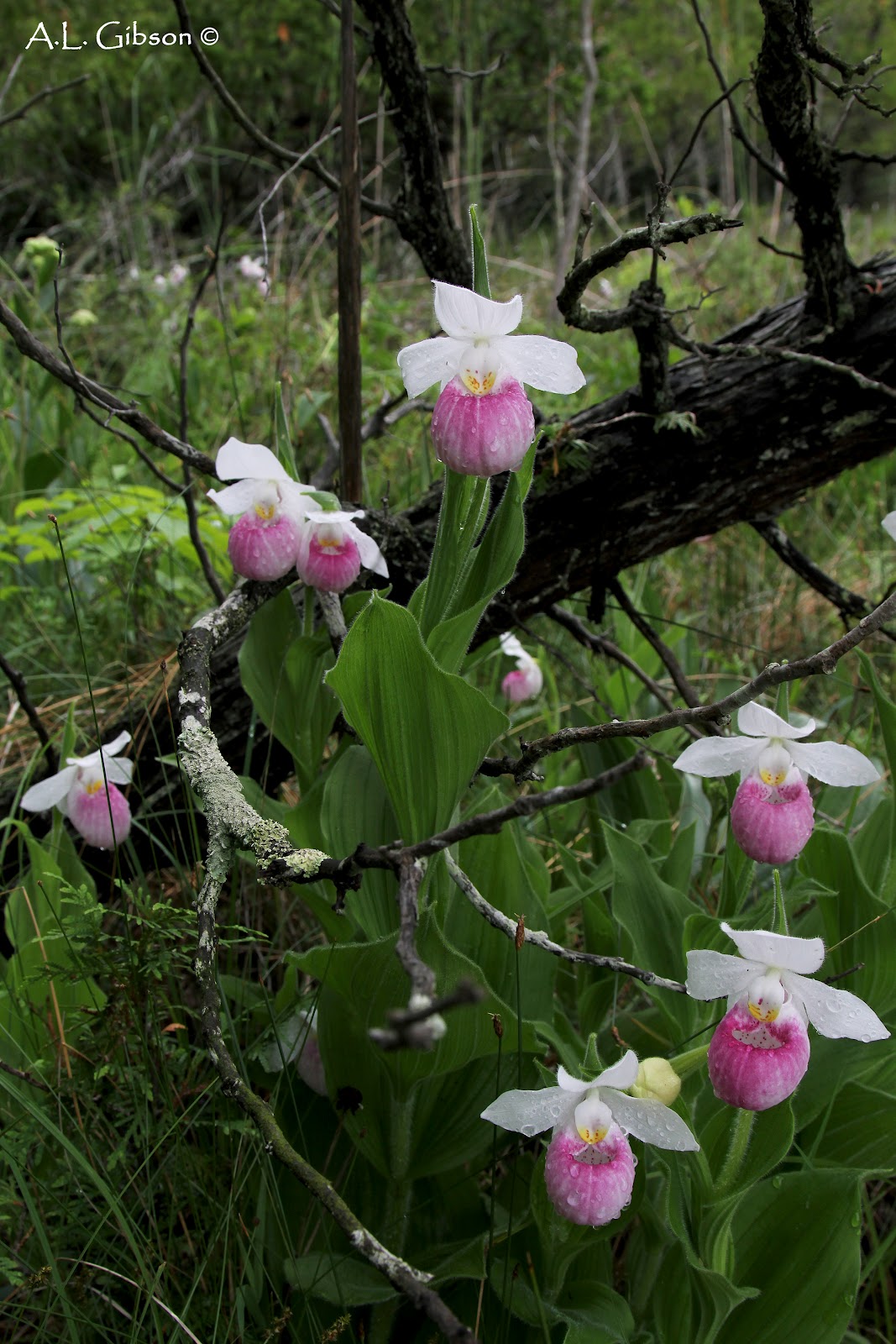 Orchids of Ohio and the Midwest: Cypripedium reginae