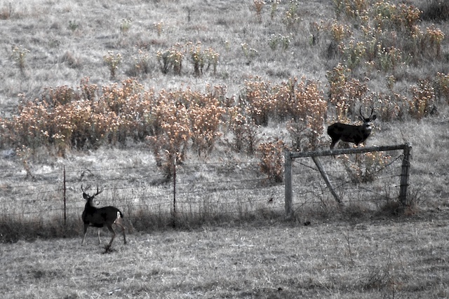 Dipper Ranch: Animals Anticipating Autumn