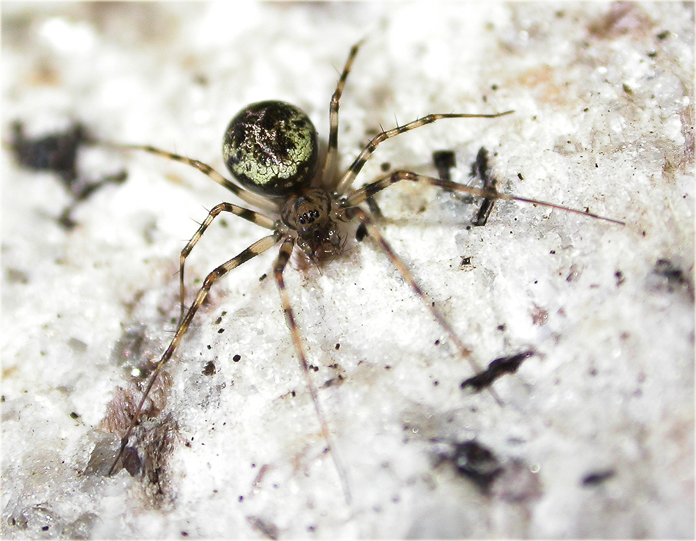 Arachnerds: Invisible Spiders - Drapetisca socialis