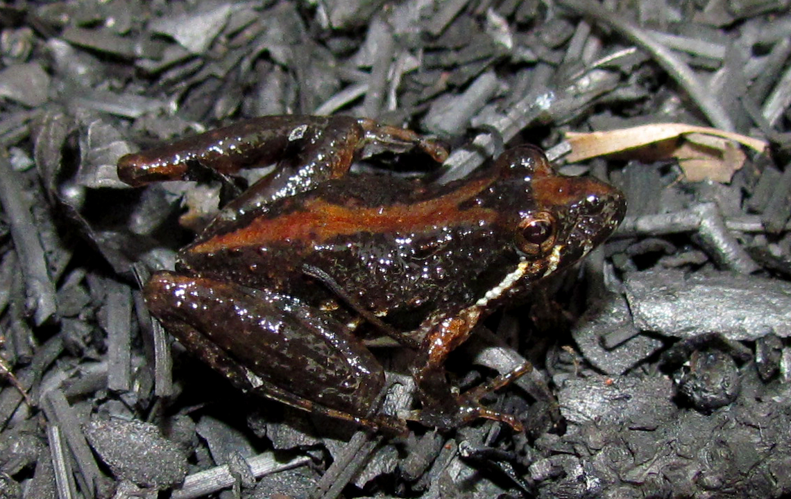 Birding Bros. Blog: Fish & Amphibians