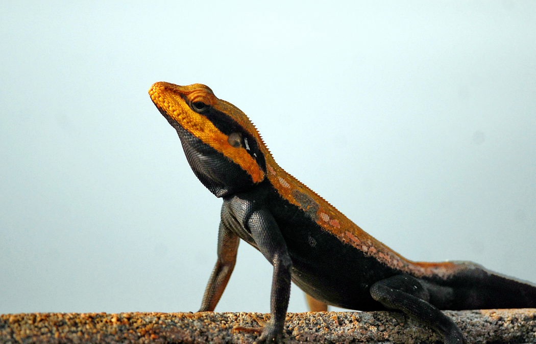 VISWANATH S: Daroji Sloth Bear Sanctuary