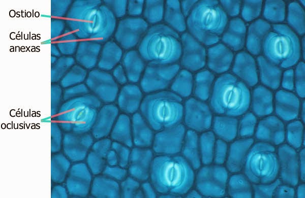 HISTOLOGÍA Y ORGANOGRAFÍA VEGETAL: Tejidos protectores