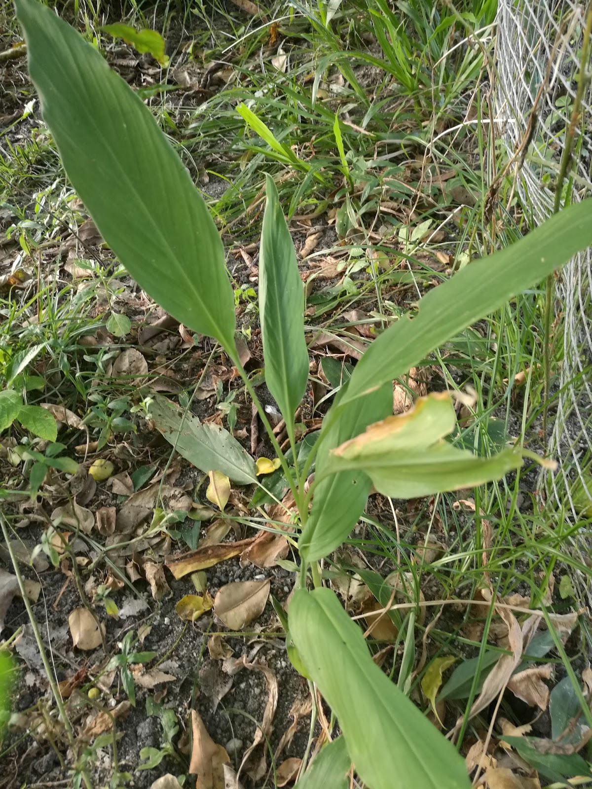 AceShooter6: CARA MENGURANGKAN BAU GETAH SKRAP SECARA CEPAT.