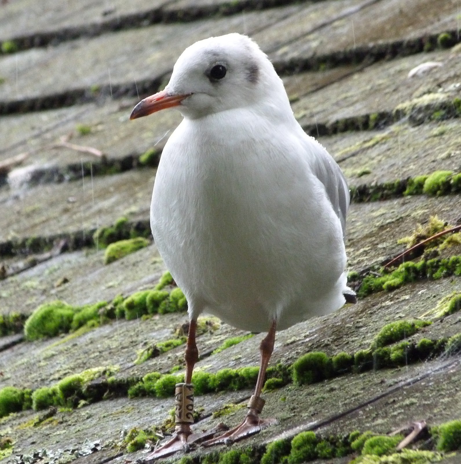 Valley Naturalist: January 2013
