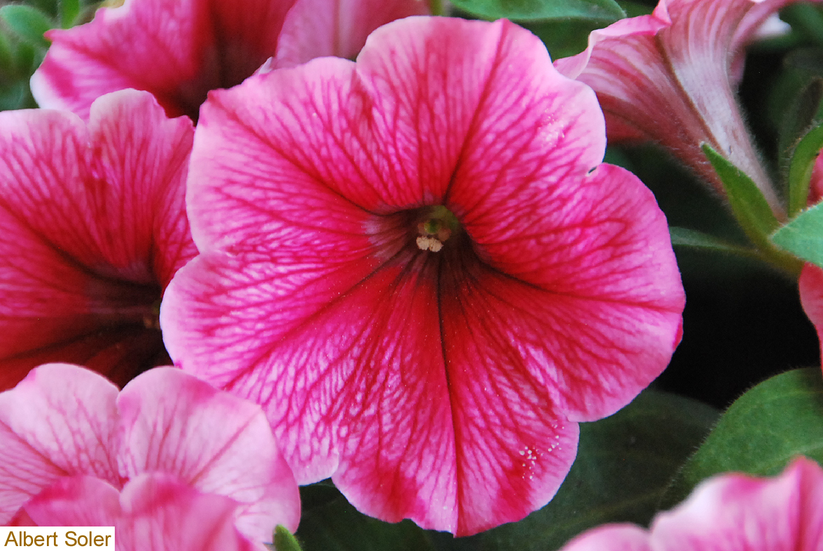 Fotos de flores: Petunia Potunia de tres colores