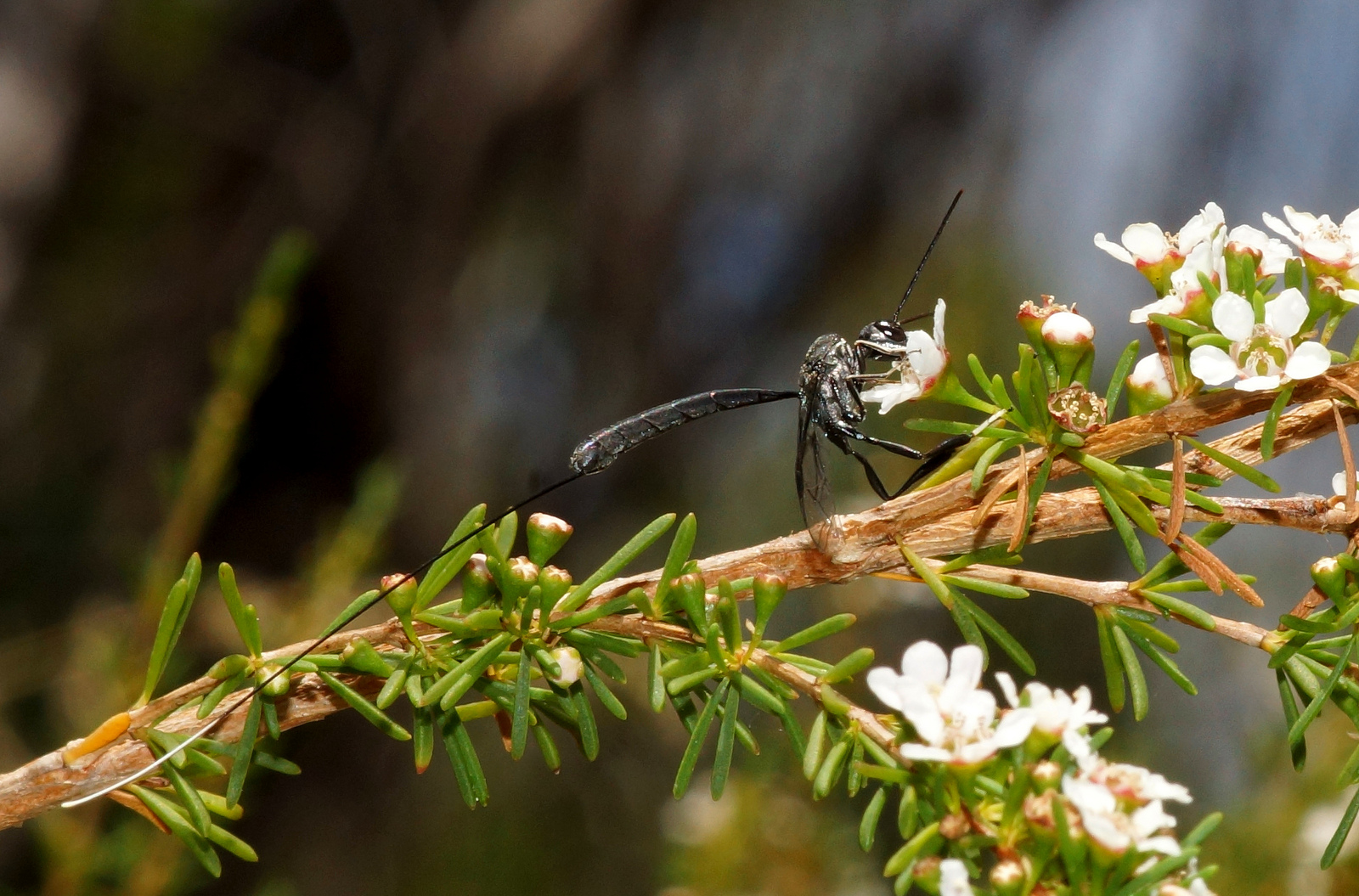 Real Monstrosities: Carrot Wasp