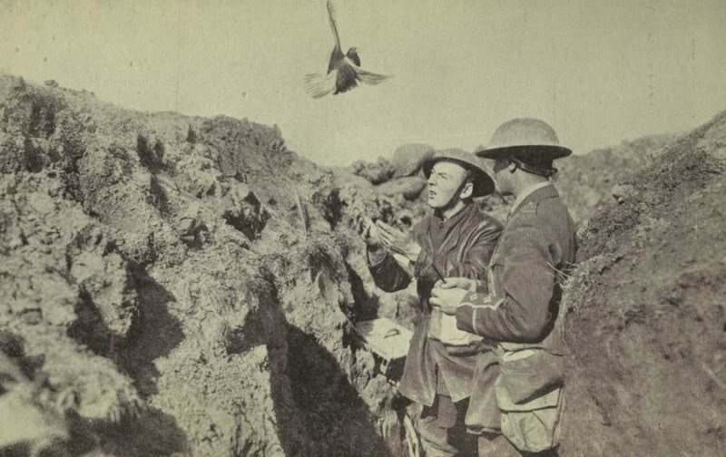 The Jungle Store: Animals In War - Pigeons