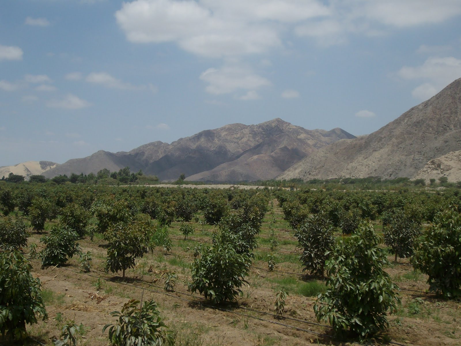 Agronovida: Cultivo del Palto EXIGENCIAS EN CLIMA Y SUELO