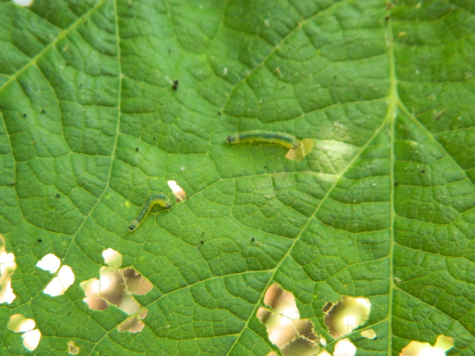 Gardens + Insects: Small green caterpillars, black flies with red heads ...