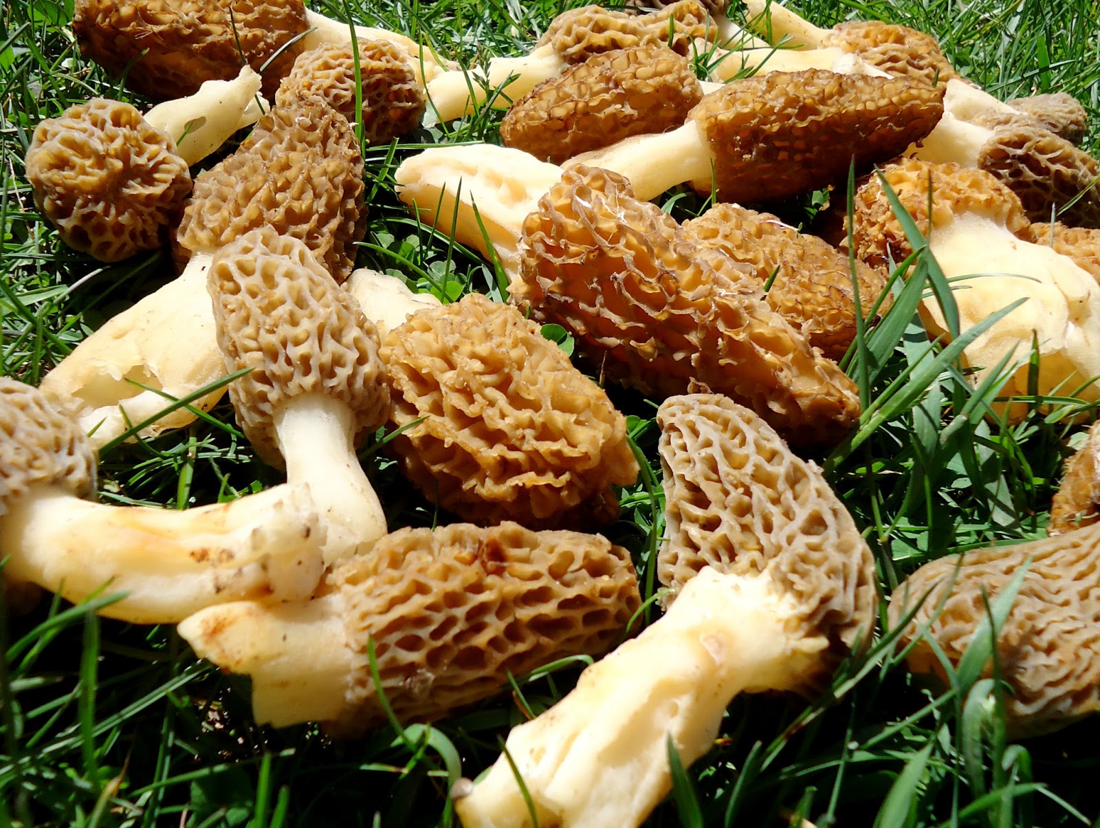 KareWares: Spring mushrooms