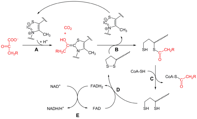 Punk Biology Student Blog: OXIDATIVE DECARBOXYLATION OF PYRUVATE ...