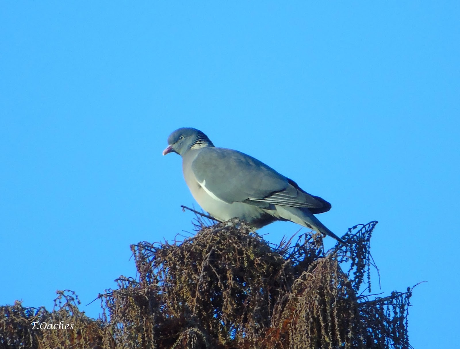 PASARI DIN ROMANIA: PORUMBEL SALBATIC GULERAT, Columba palumbus