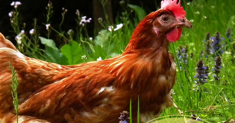 discovering I'm a HEN - Cresting The Hill