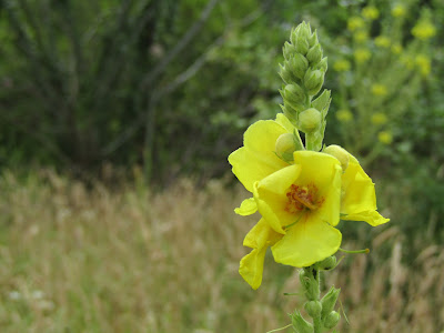 HERBAL PICNIC: MULLEIN