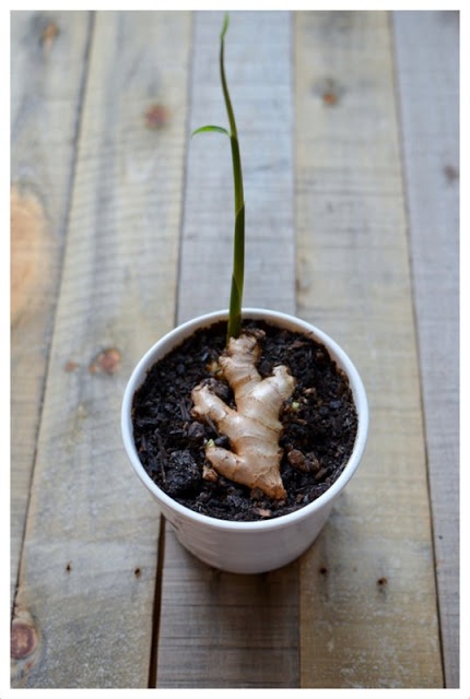 How to easily grow your own ginger indoors