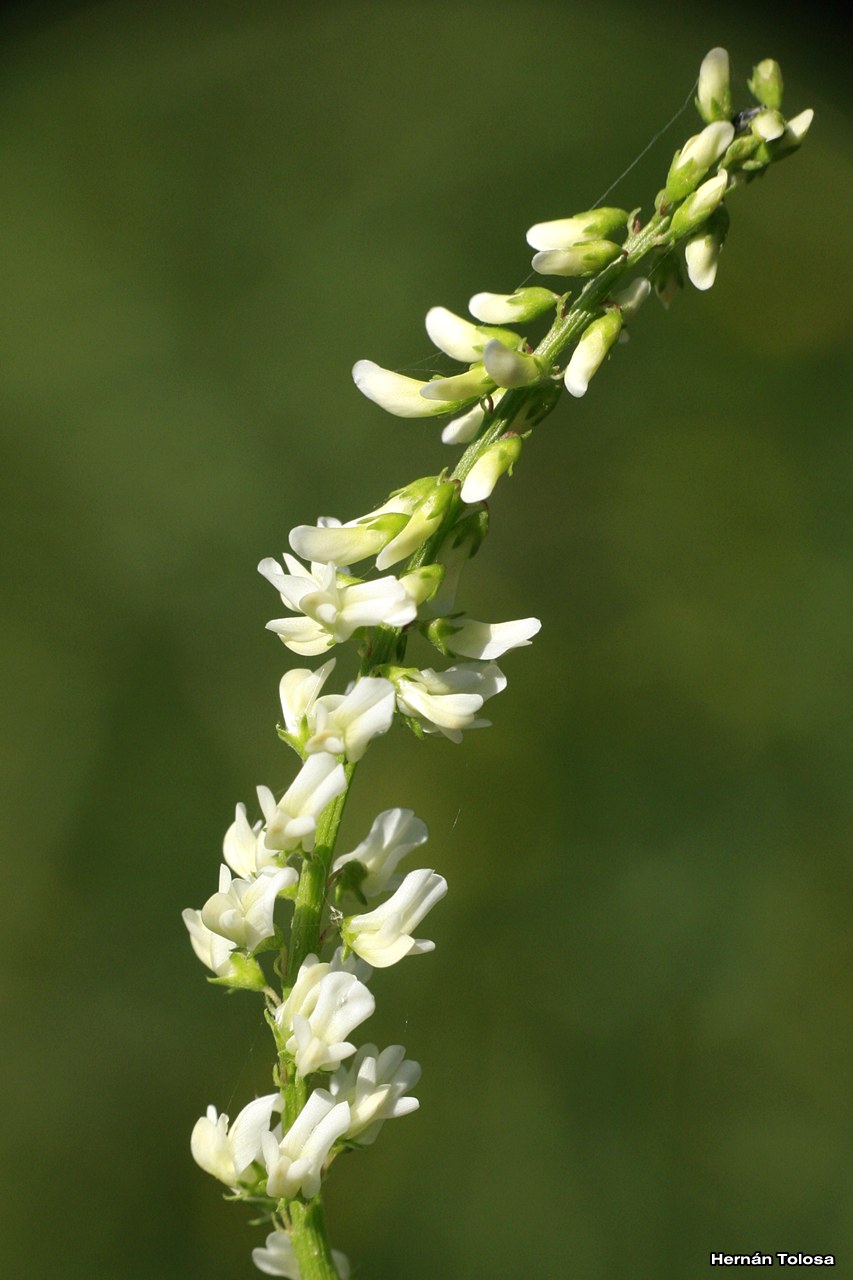 Flora Bonaerense: Trébol de olor blanco (Melilotus albus)