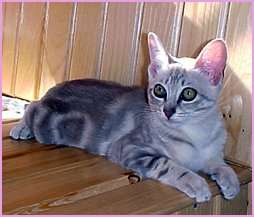 Australian Mist Cat - Cats of the world