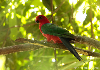 Binatang Khas Maluku Nuri Raja Ambon (Alisterus Amboinensis ...