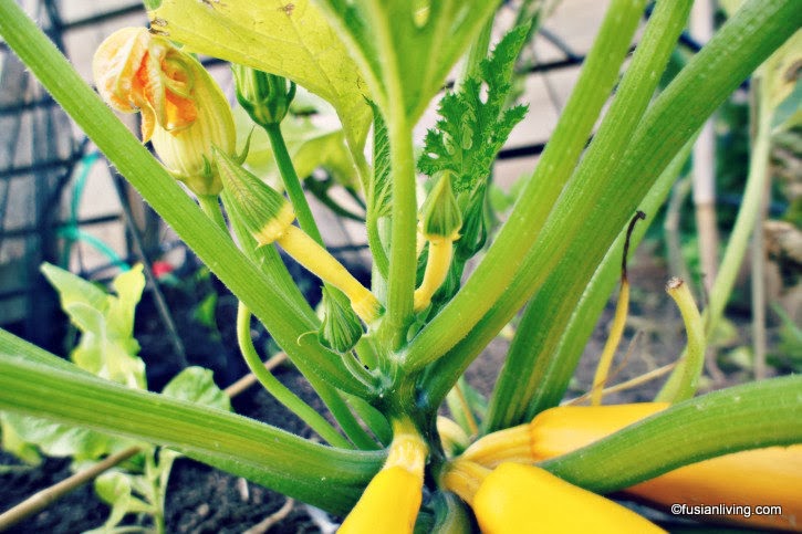 Growing Courgettes in the Summer Rain... | Grow Your Own Veg Blog ...