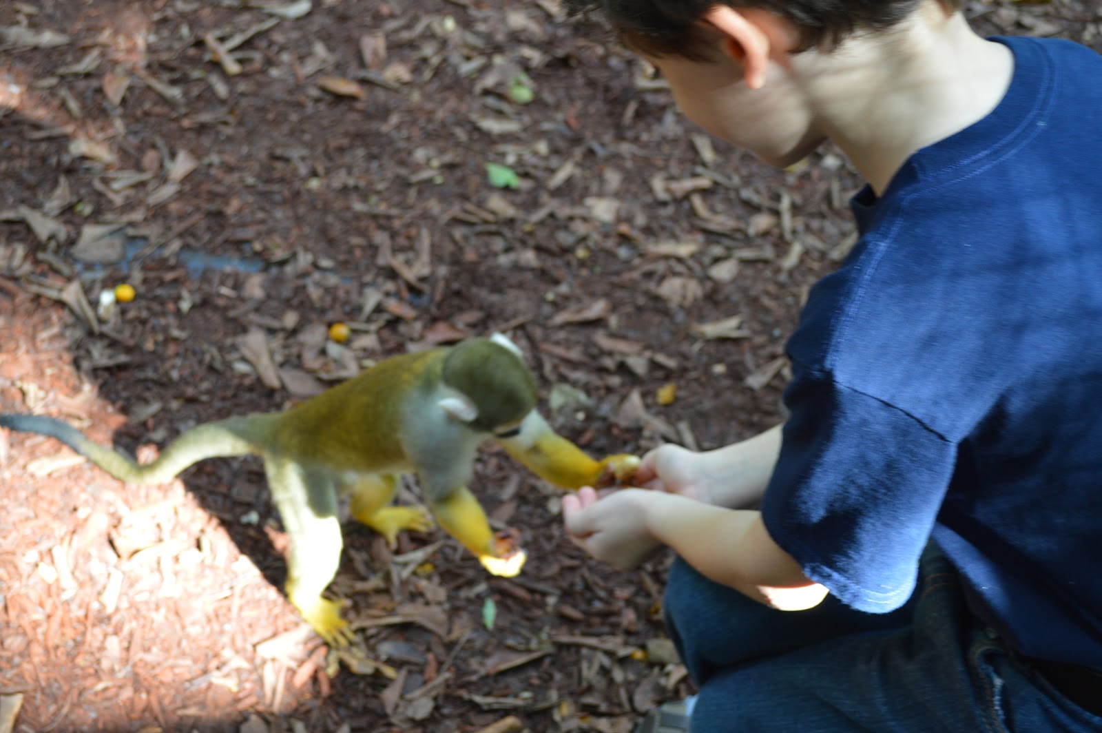 The Hermit Crabs Homeschool: Primate Rain Forest