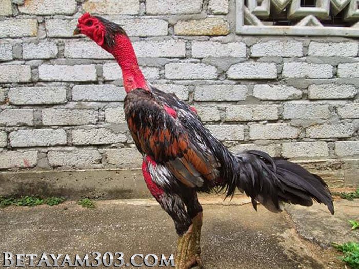 Mengenal Ayam Saigon, Si Jago Botak Dari Vietnam - Ayam Jago Indonesia